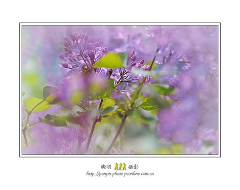 【五月丁香摄影图片】小区生活摄影太平洋电脑网摄影部落