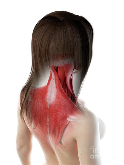 Female Neck Muscles Photograph By Sebastian Kaulitzkiscience Photo