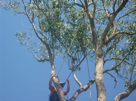 Reducing Canopy AJ Tree Services