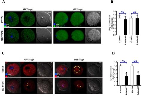 Effects Of Rab6a Knockdown On Golgi Apparatus And Endoplasmic Reticulum Download Scientific