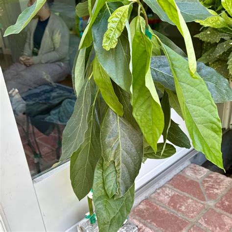 Jujube Ga 866 Aka Ziziphus Jujuba Chinese Date Or Red Date Etsy