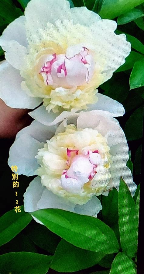 好特別的花！ E123長青網 長者服務及老人院資訊