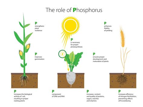Role Of Phosphorous In Plants My Planting Hobby Information Carriers