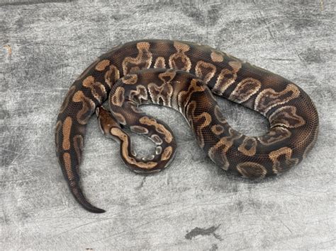 Ghi Axanthic Tsk 100 Het Lavender Albino Ball Python By Aura