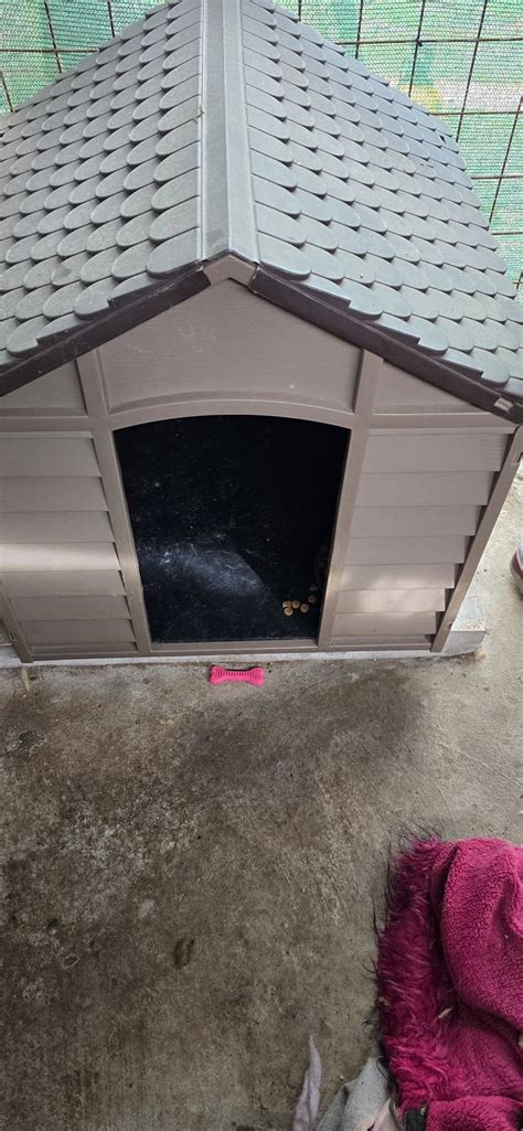 Catel Beagle Donez Arad • Olxro