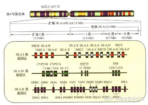 分享 Hla在肿瘤免疫治疗中的意义 知乎
