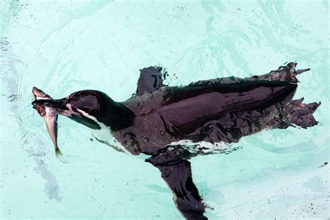 African Penguin Eating