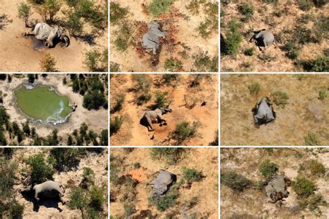 Resuelven El Misterio De La Muerte De Elefantes En Botsuana