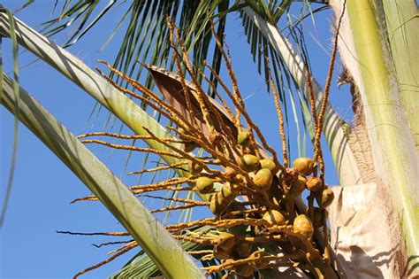 코코넛 꽃과 과일 싹 코코스 누시페라 잔지바르 탄자니아 아프리카의 클로즈업 0명에 대한 스톡 사진 및 기타 이미지 0명