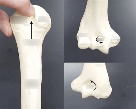 Humerus Diagram Quizlet