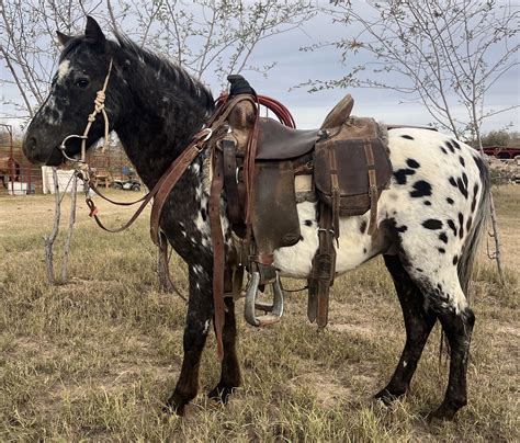 Bowie ☘️bowie Catalog Sale December 6th 2025☘️ Apache 2022 Appaloosa