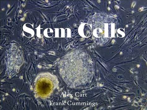 PPT Stem Cells PowerPoint Presentation Free Download ID