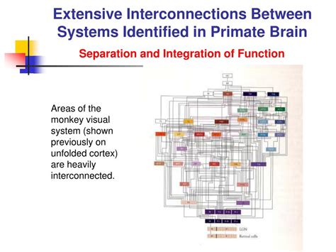 Ppt Cortical Functions And Their Measurement Vision As A Prototype Powerpoint Presentation