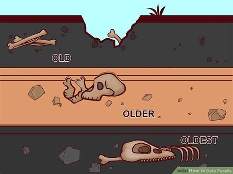 how to date fossils 7 steps with pictures wikihow