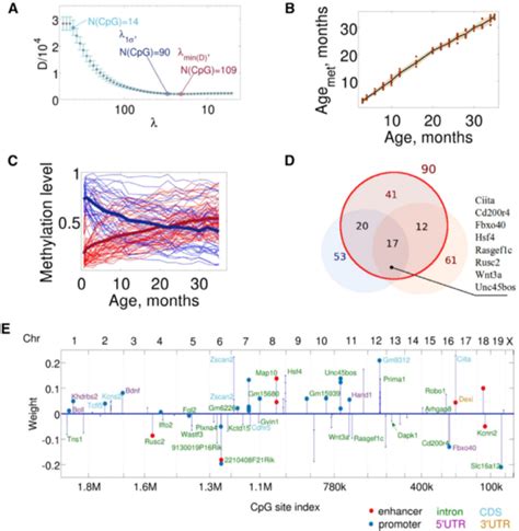 Dna甲基化（5mc And 6ma）在复杂疾病中的调控机制研究 百迈客生物