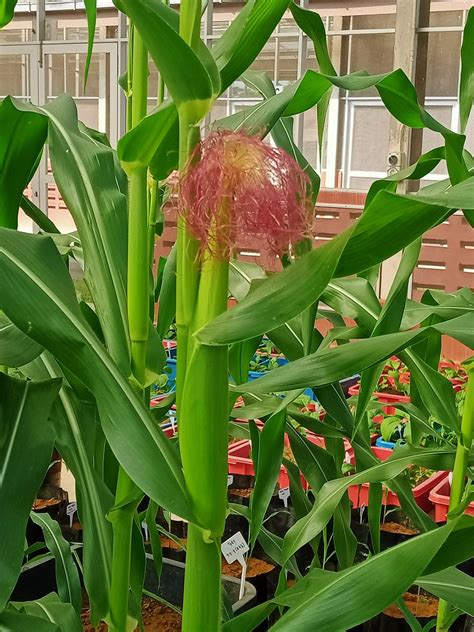 Rokiah Afendi On Linkedin First Attempt At Growing Grain Corn