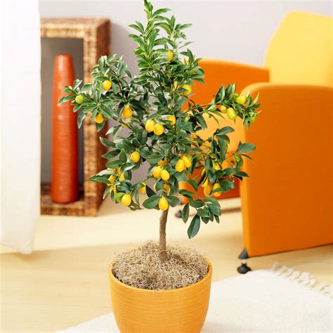Kumquat Trees For Sale