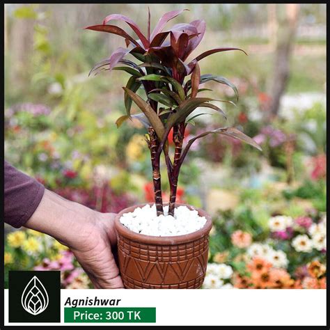 Cordyline Plants Brighten Up Your Home With These Colorful Evergreen