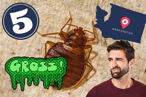 5 Tips To Stop Serious Bed Bug Infestations In Washington State