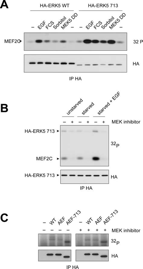 C Terminal Deletion Facilitates Activation A Transfected Cos 7 Cells