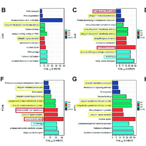 Results Of Go And Kegg Enrichment Analysis Of Cuproptosis Co Expression Download Scientific