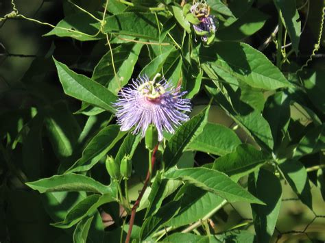 Passiflora Incarnata Native Plant Society Of Texas
