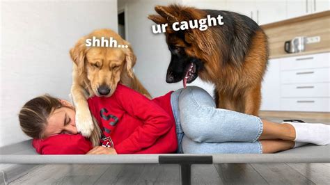 Sleeping In My Dogs New Bed Funny Dog Reaction Dog News Web