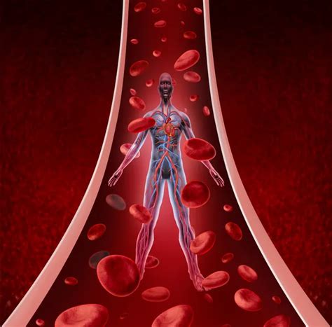 276 Illustrations De Circulation Pulmonaire Depositphotos
