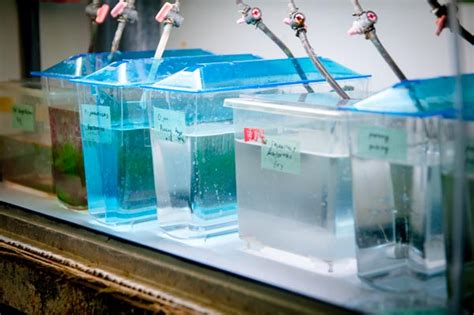 アルバム Aori 分子海洋生物学グループ