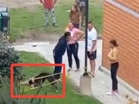 Pitbull Mata A Perro Frente A Su Dueña Fuertes Imágenes Generan