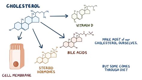 Cholesterol Metabolism Video Anatomy And Definition Osmosis