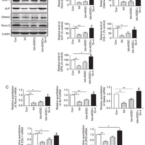 Exendin 4 Induces Expression Of Genes Related To Bone Formation A