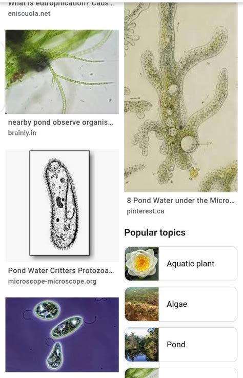 Algae Diagram Labeled