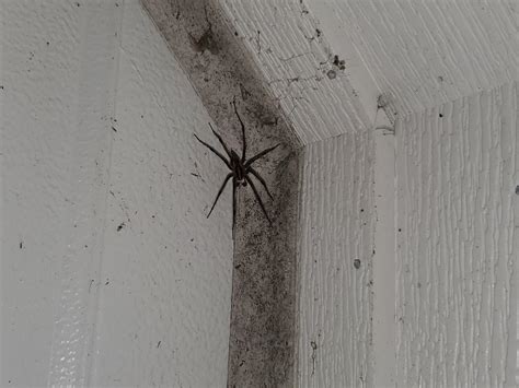 I Think Its A Wolf Spider Southern Maryland Rspiders
