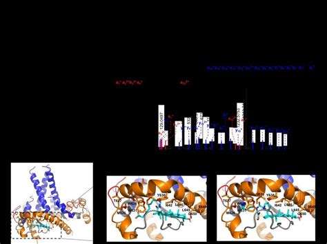 Identification Of Hiv Gp41 Hr2 As The Target Domain Of The Triterpenoid