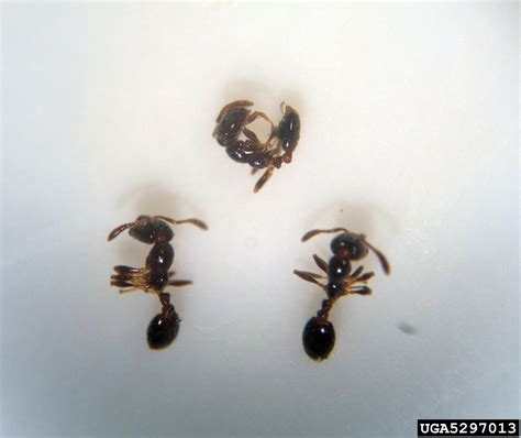 Robust Crazy Ant Nylanderia Bourbonica Forel 1886