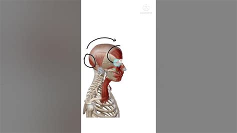 Occipitofrontalis Origin Insertion Nerve Supply Youtube