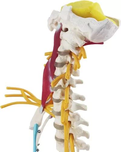 Modelo Columna Cervical Con Músculos Y Nervios Med Suq