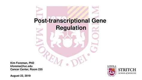Post Transcriptional Gene Regulation Ppt Download