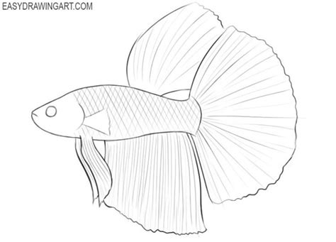 How To Draw A Betta Fish Easy Step By Step Guide