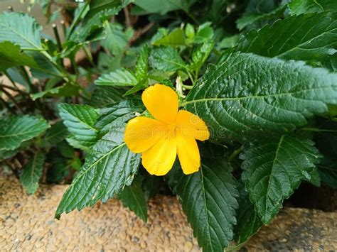 Damian Or Turnera Diffusa Is A Wild Shrub With A Long History As A Medicinal Plant Stock Image
