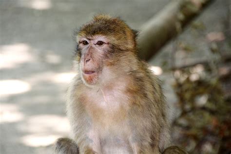 Mono Macaco De Berbería Foto Gratis En Pixabay Pixabay
