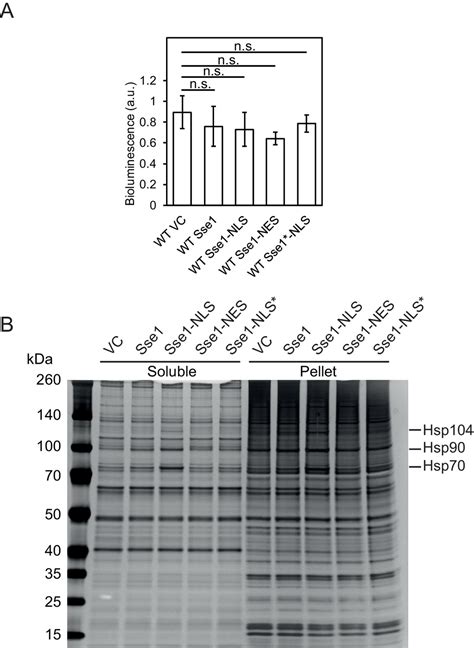 Figures And Data In Cytoplasmic Protein Misfolding Titrates Hsp70 To