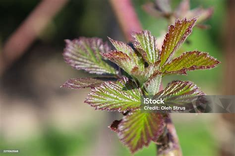 밝은 녹색 잎과 붉은 잎을 가진 어린 라즈베리 싹이 흐릿한 빛 배경에 펼쳐져 있습니다 각 복합 잎 잎은 여러 개의 톱니 모양의 전단지로 구성됩니다 0명에 대한 스톡 사진 및