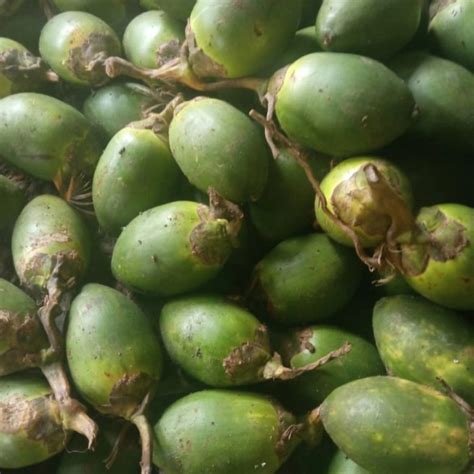 Jual Buah Pinang Muda Buah Pinang Segar 500 Gram Shopee Indonesia