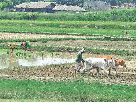 Floods Landslides To Hit Agri Output Raise Food Prices