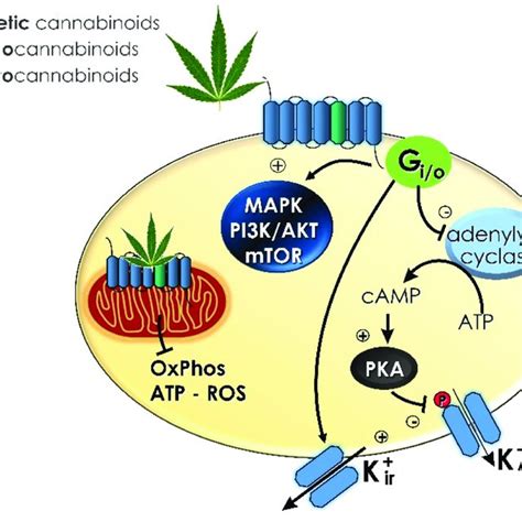 Summary Of The Signaling Pathways Associated With Cannabinoid