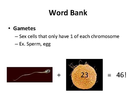 Mitosis And Meiosis Review And Compare Mitosis Process