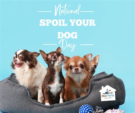 Donations For The Kitsap Humane Society Blue Nest Home