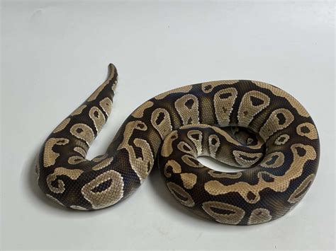 0 1 Female Phantom Poss Gravel Königspython Nz´mands´17 Python Regius